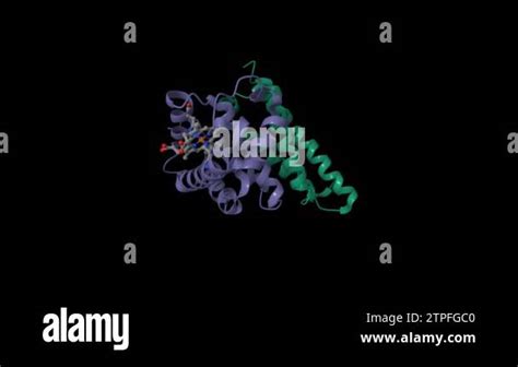 Crystal Structure Of Oxidized Alpha Hemoglobin Green Bound To Alpha
