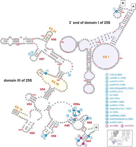 Rrna Structure And Function