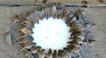 How To Make A Multi Catch Rat Trap HomeSteady