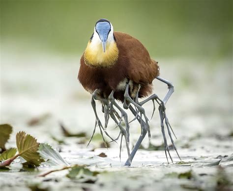 This Jacana Leg Situation Is Actually Adorable Australian Geographic