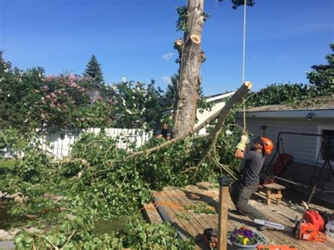 Gerry S Cheapest Tree Removal Edmonton Arborist Tree Services