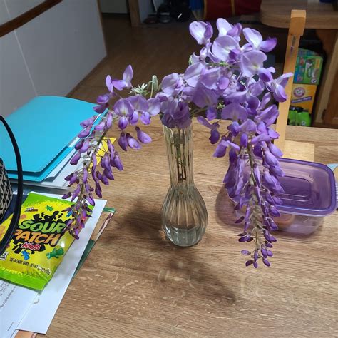Propagating Chinese Wisteria The Ultimate Guide