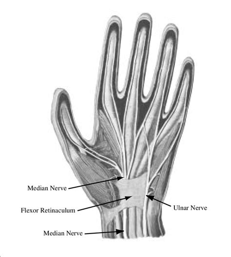 Nerve Distribution Of The Hand Note The Median Nerve Passes Beneath