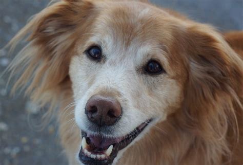 Black Collie Golden Retriever Mix