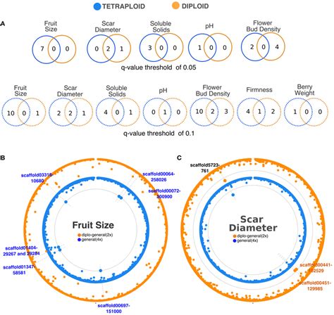 Snp Trait Associations Detected By Modeling Tetraploid And Diploid