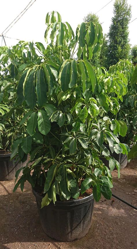 Schefflera Actinophylla Medipalm