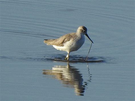 アオアシシギでしょうか 日本の野鳥識別図鑑