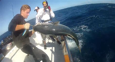 Monster Kingfish Bass And Broadbill Swordfish En Three Kings Nueva