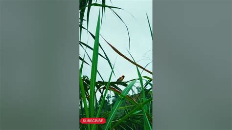 Carpenter Bird වඩු කුරැල්ලා 🌿🦜 Nature Mini Birds Love Youtube