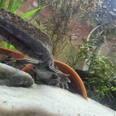 Can Anyubody Help Me With The Sex Of This Axolotle R Axolotls
