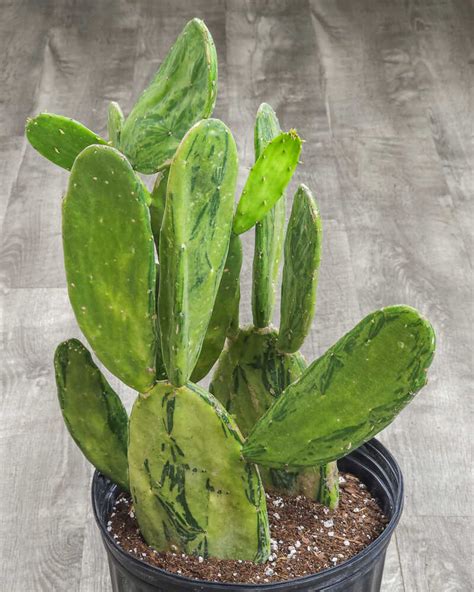 Cactus Varieties Plantvine