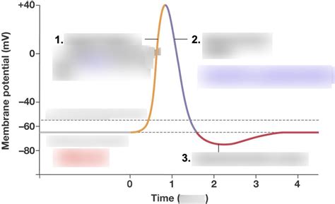 Action Potential Diagram Diagram Quizlet