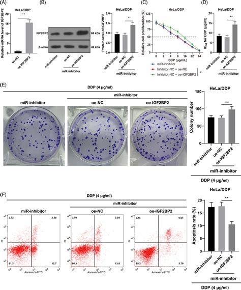 Insulin‐like Growth Factor 2 Mrna Binding Protein 2 Igf2bp2