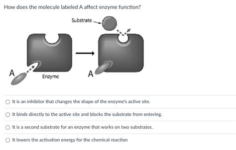 Solved How Does The Molecule Labeled A Affect Enzyme