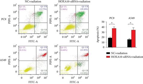 Hoxa10 Downregulation Enhanced Radiosensitivity Of Luad Cells A Cell