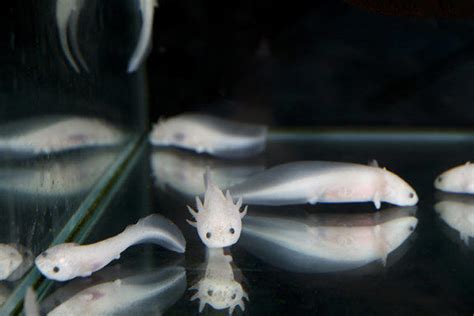 디지털 시대 어항에서 찾는 아날로그의 여유