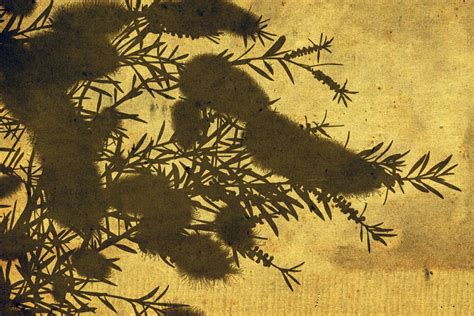 دانلود 100 براش درخت فتوشاپ Tree And Plant Brushes تایم کد