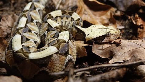 Largest Gaboon Viper Caught On Camera Aatg