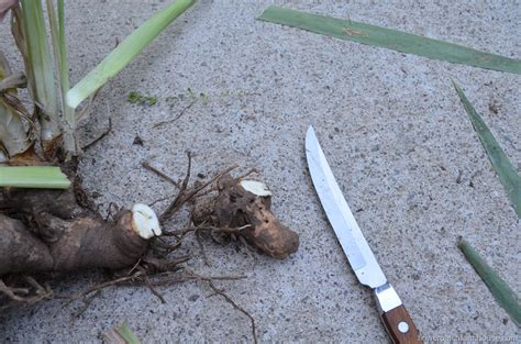 How To Divide Iris Rhizomes Flower Patch Farmhouse
