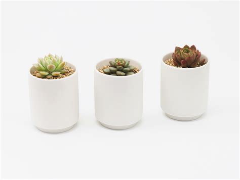 다육 식물 화분3