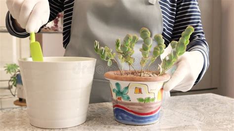 Female Put Substrate In Room Pots Planting Succulents At Home Stock