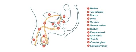 Testicular Cyst Vs Cancer Whats That Lump On Your Balls