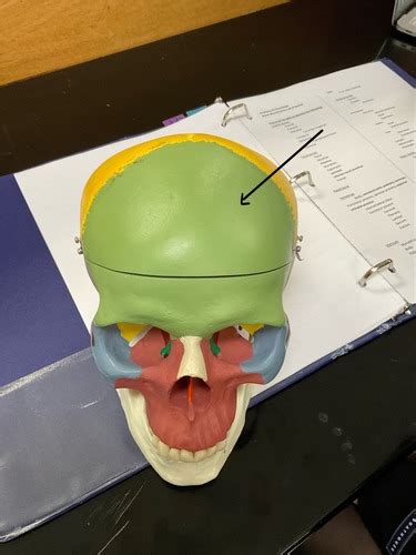 Anatomy Chapter 6 Lab Practical Flashcards Quizlet