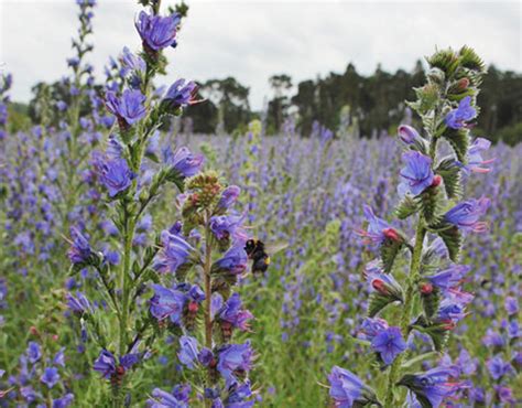 Семена синяк обыкновенный медонос купить, узнать описание, посмотреть фото