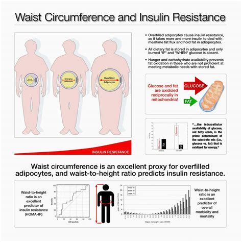 Waist Measurement Chart For Health