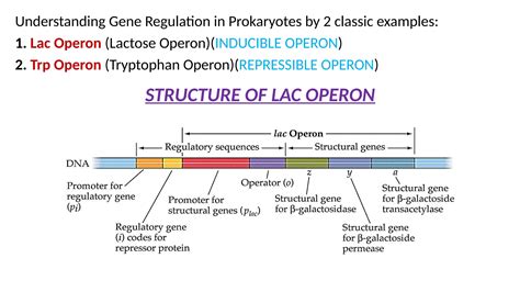 Gene Regulation In Prokaryotes Pptx