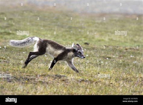 Ice Fox Arctic Fox Summer Fur Alopex Lagopus Habitat Animals