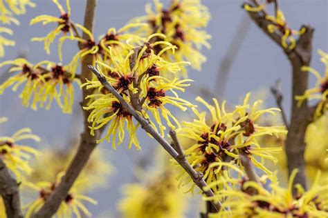 How To Grow And Care For Witch Hazel Gardeners Path