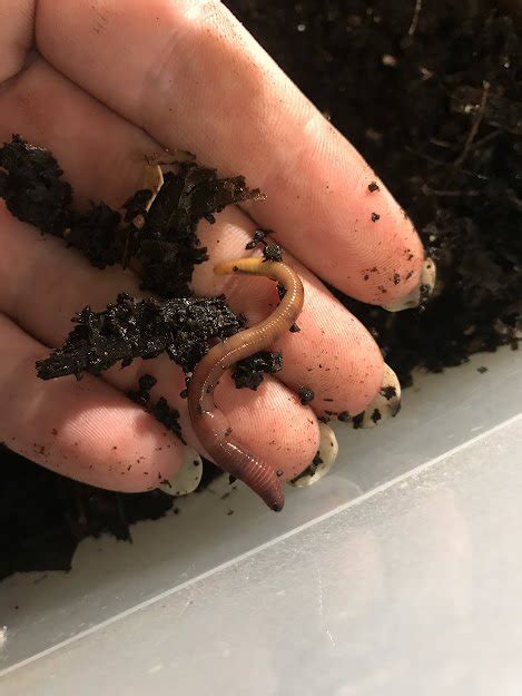 The Composting Handbook — Native Yardening