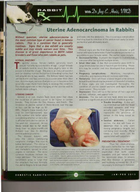 Uterine Adenocarcinoma In Rabbits Michigan State 4 H