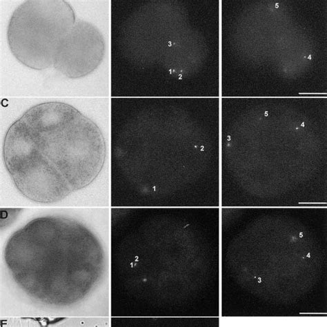 Dispersed Pattern Of Sperm Mitochondria At Various Cell Stages In Download Scientific Diagram