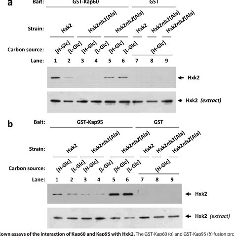 Figure 6 From Nuclear Import Of The Yeast Hexokinase 2 Protein Requires