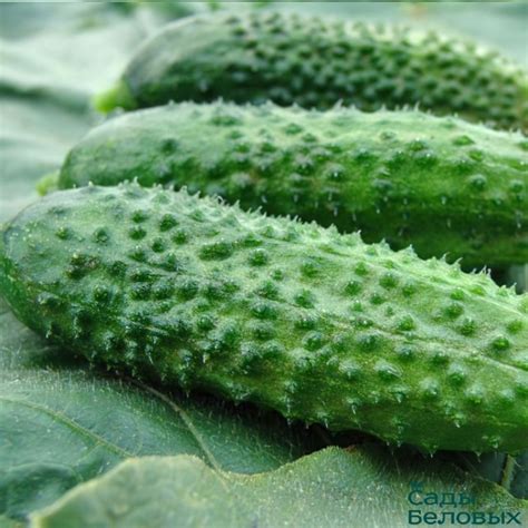 Огурец Саввин F1 - Сады Беловых