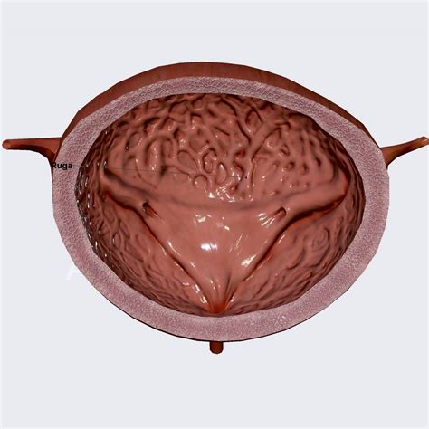 Internal Structure Of Bladder Anatomy App