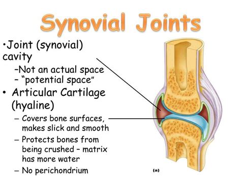 PPT Synovial PowerPoint Presentation ID