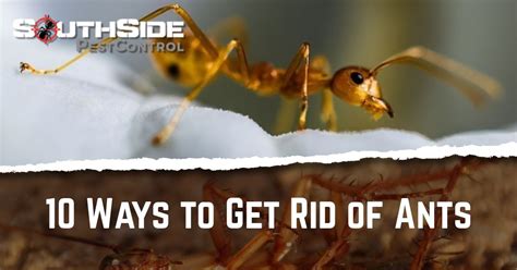 Ways To Get Rid Of Ants In Australia Pest Control Southside