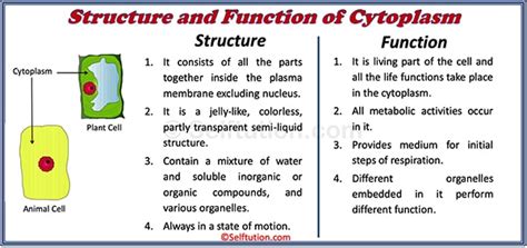 Structure And Function Of A Cell And Its Organelles Selftution