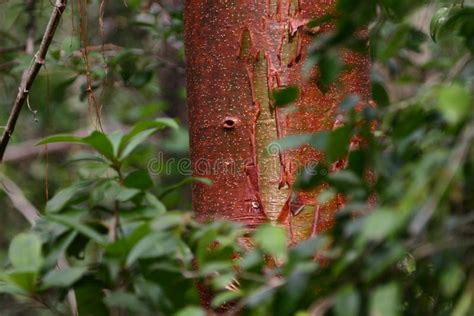 Red Tree In Green Leaves Stock Photo Image Of Park Plants