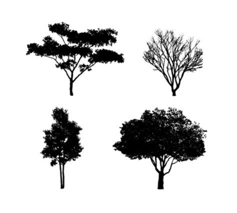 9 Cypress Tree Limbs Stock Vectors And Vector Art Shutterstock