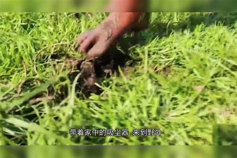 小土狗每天准时给地里干活的主人送饭，这么懂事的狗百万都买不来（1）