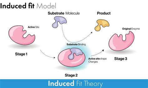 Catalytic Process Over 40 Royalty Free Licensable Stock Vectors And Vector Art Shutterstock