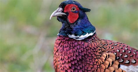 Common Pheasant Bird Facts Phasianus Colchicus Birdfact