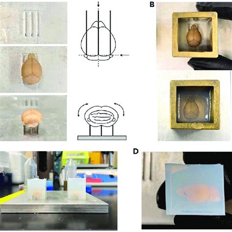 A Method For Whole Mouse Brain Dissection A Peel Off The Skin And