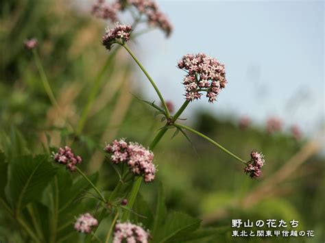 カノコソウ 野山の花たち 東北と関東甲信越の花