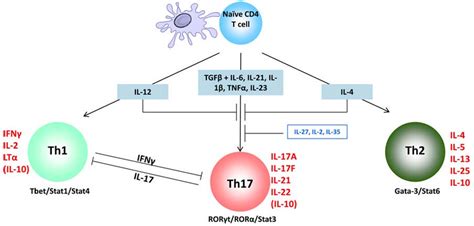 Differentiation Of Effector T Helper Subsets After Activation By Download Scientific Diagram