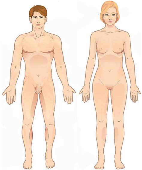 A Coronal Section Through The Human Body Can Gannon Soneve